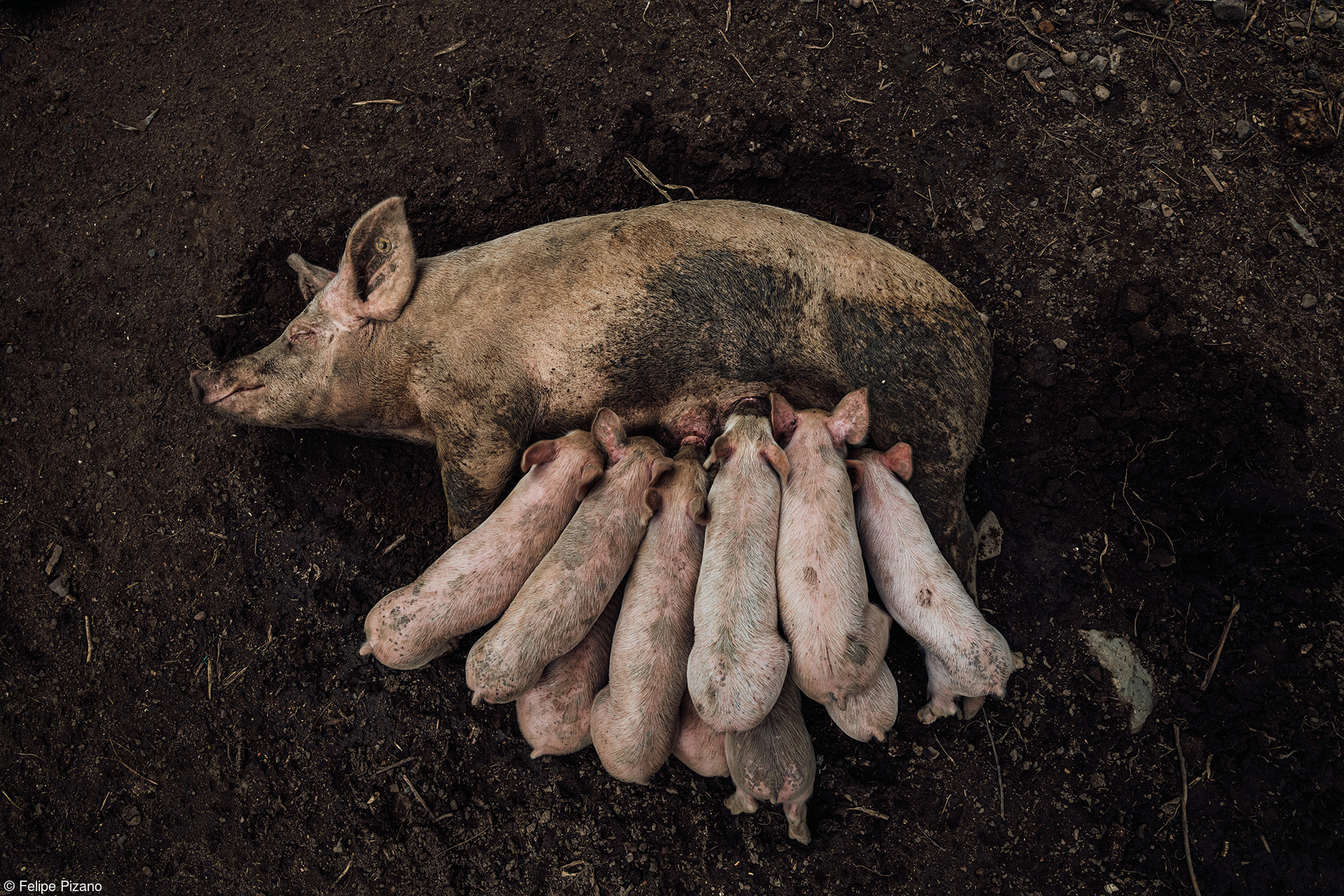 Food in the Field - World Food Photography Awards